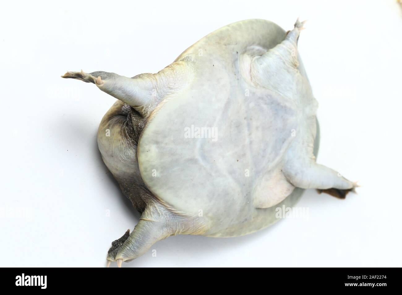 Common softshell turtle or asiatic softshell turtle (Amyda cartilaginea ...