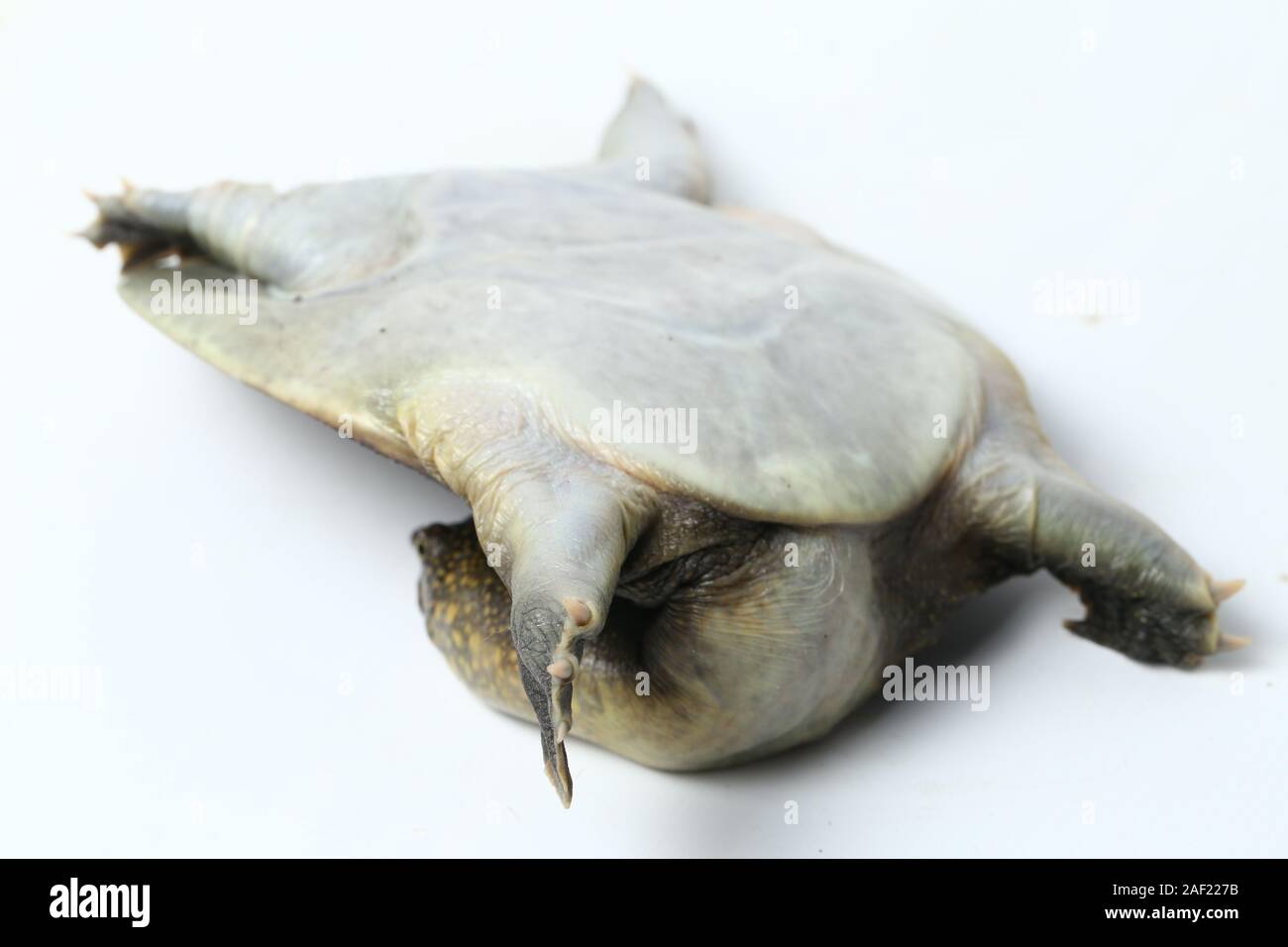 Common softshell turtle or asiatic softshell turtle (Amyda cartilaginea ...