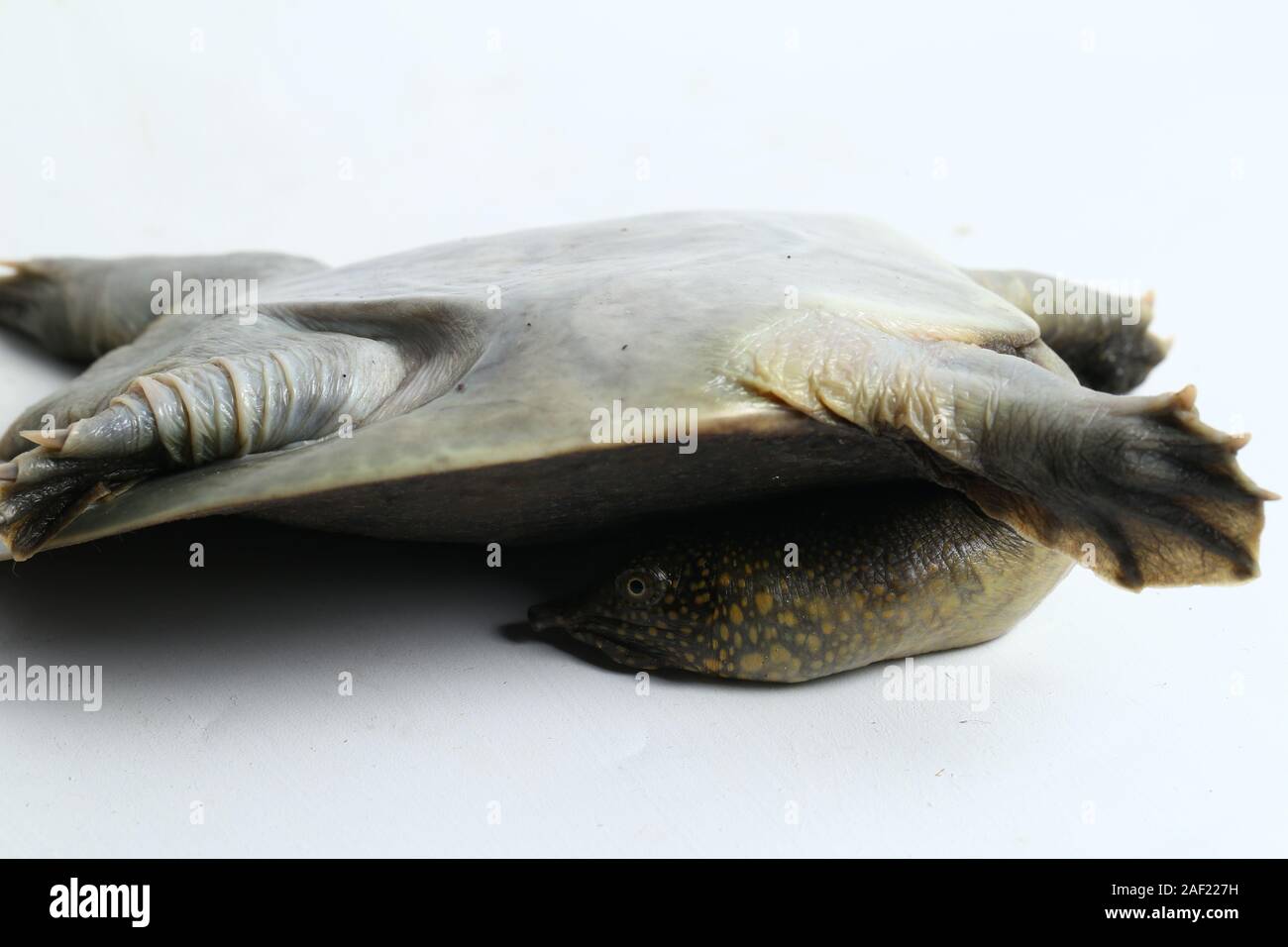 Common softshell turtle or asiatic softshell turtle (Amyda cartilaginea ...