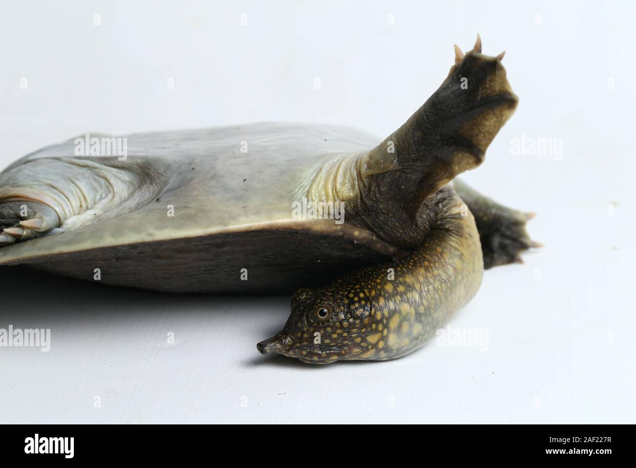 Common softshell turtle or asiatic softshell turtle (Amyda cartilaginea ...