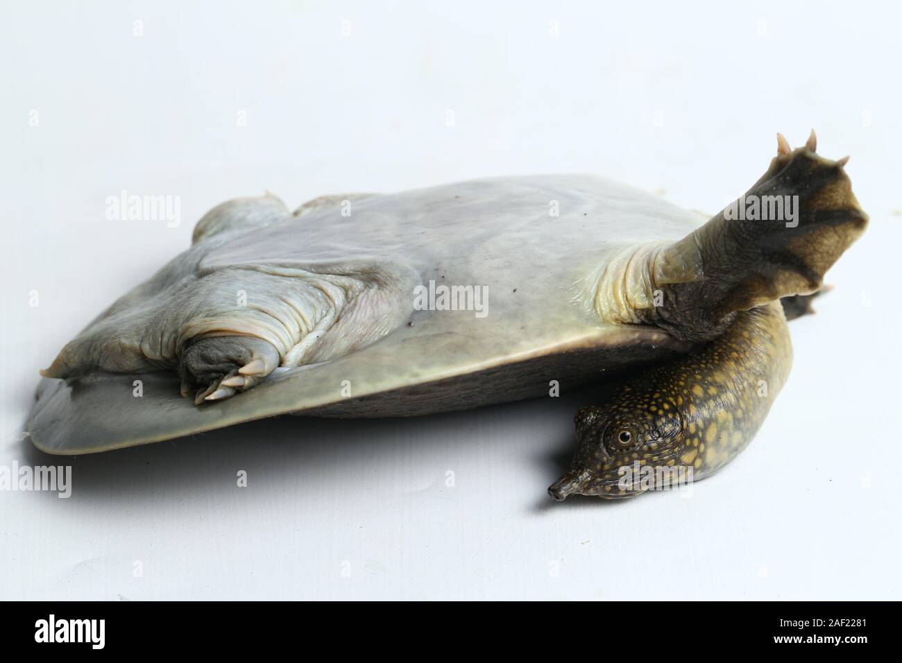 Common softshell turtle or asiatic softshell turtle (Amyda cartilaginea ...