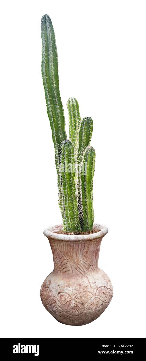cactus isolated on white background Stock Photo - Alamy