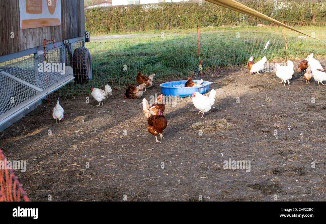 brown and white chicken species appropriate husbandry Stock Photo - Alamy
