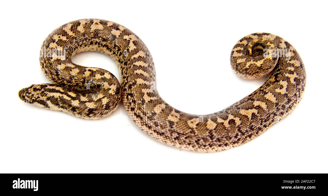 Dwarf sand boa Stock Photo - Alamy