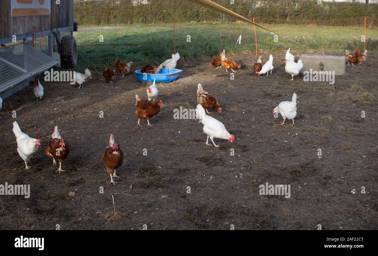brown and white chicken species appropriate husbandry Stock Photo - Alamy