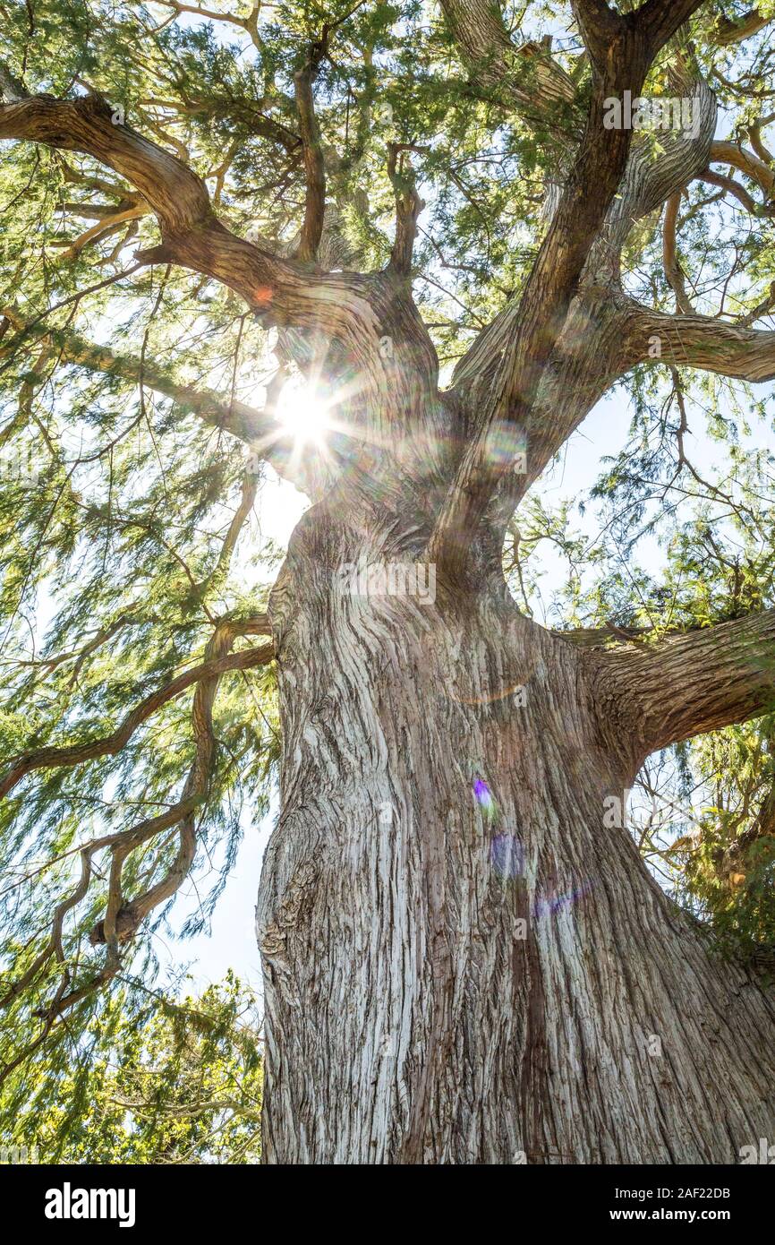 Mighty tree from below with backlight Stock Photo - Alamy