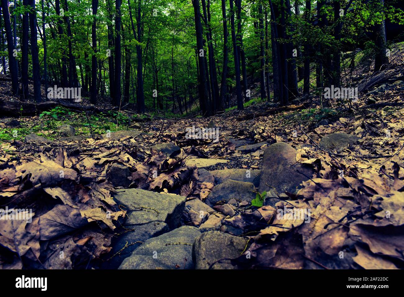 Conifer forest ground hi-res stock photography and images - Alamy
