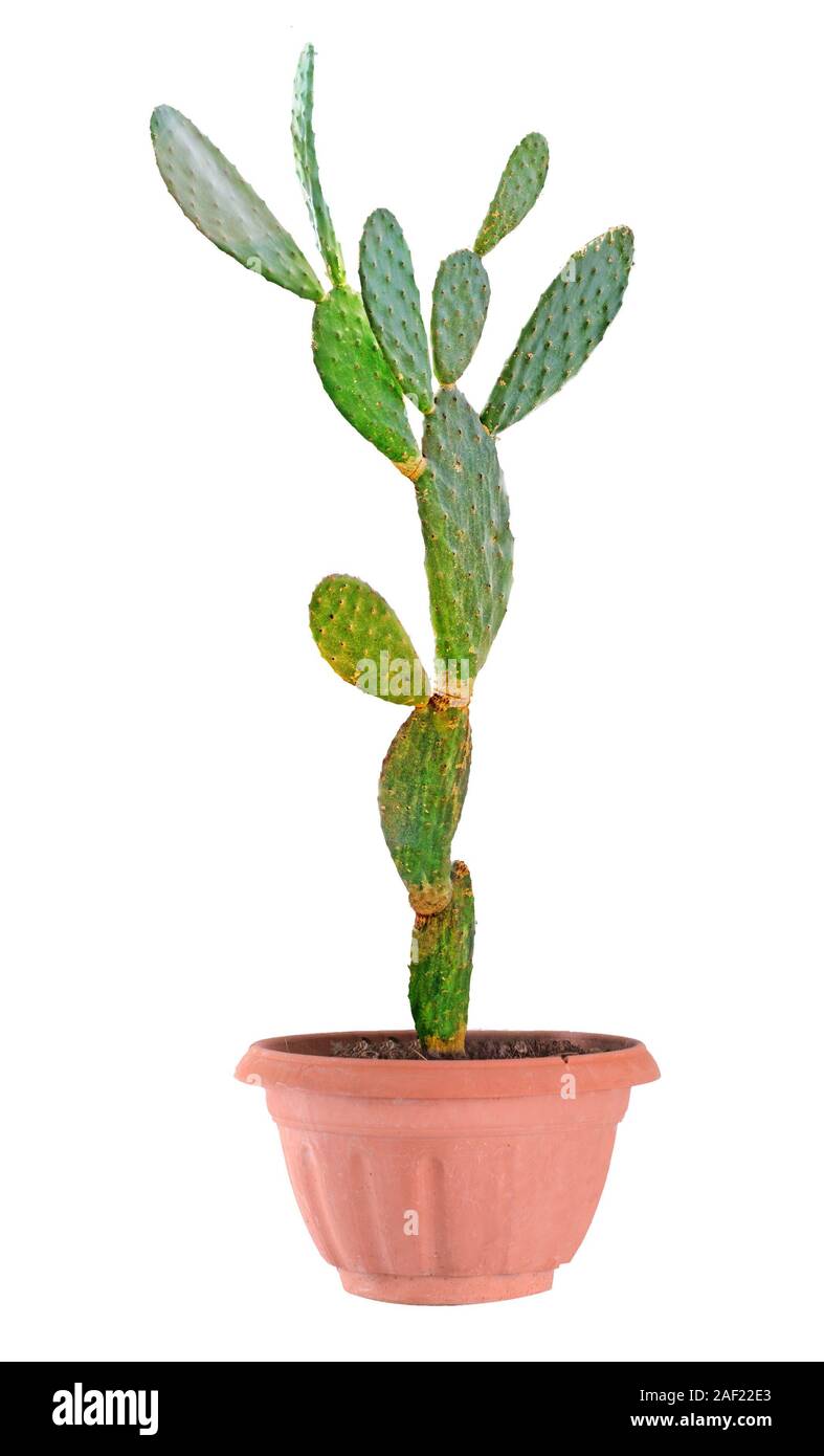 cactus isolated on white background Stock Photo - Alamy