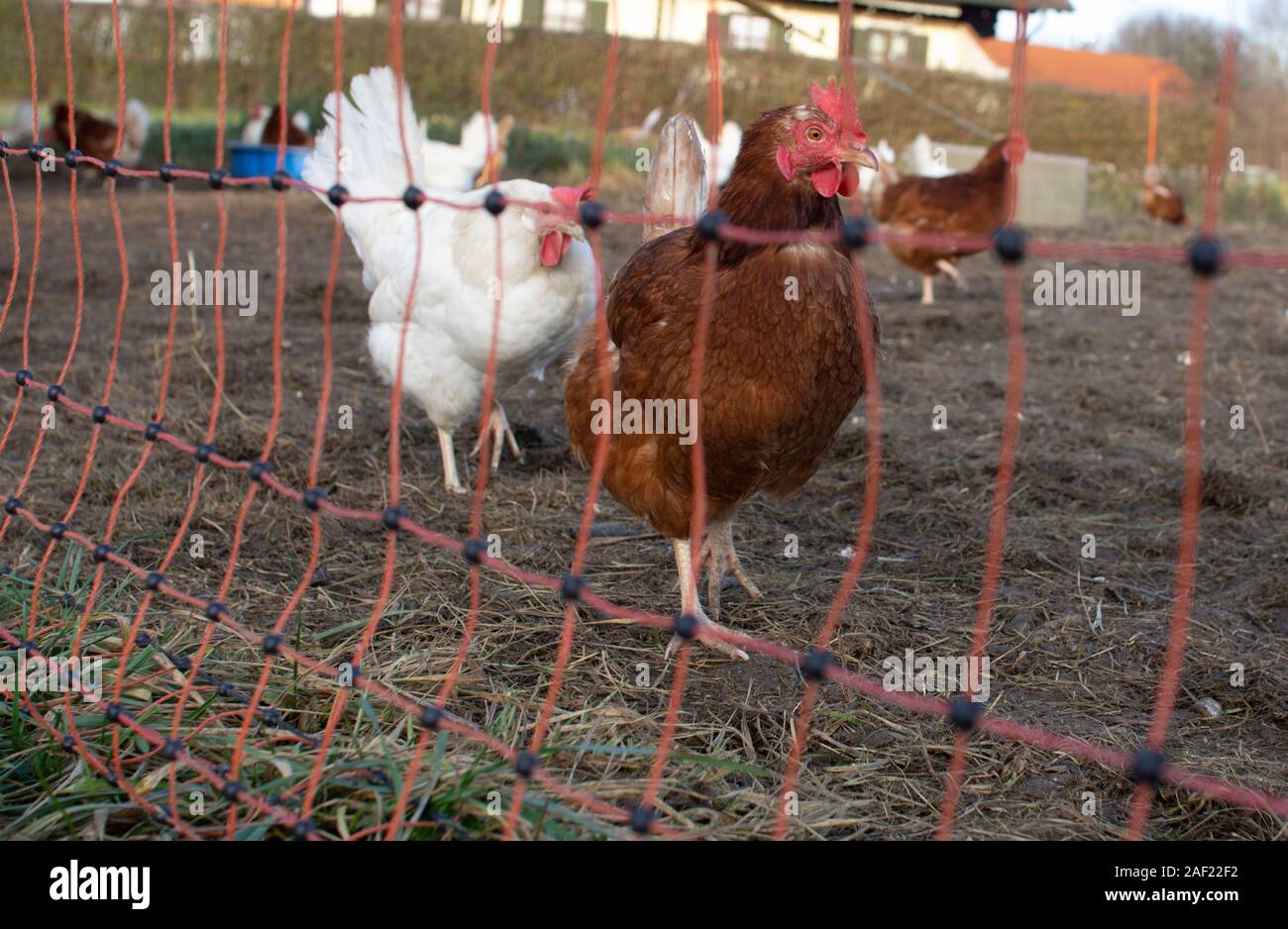 brown and white chicken species appropriate husbandry Stock Photo - Alamy