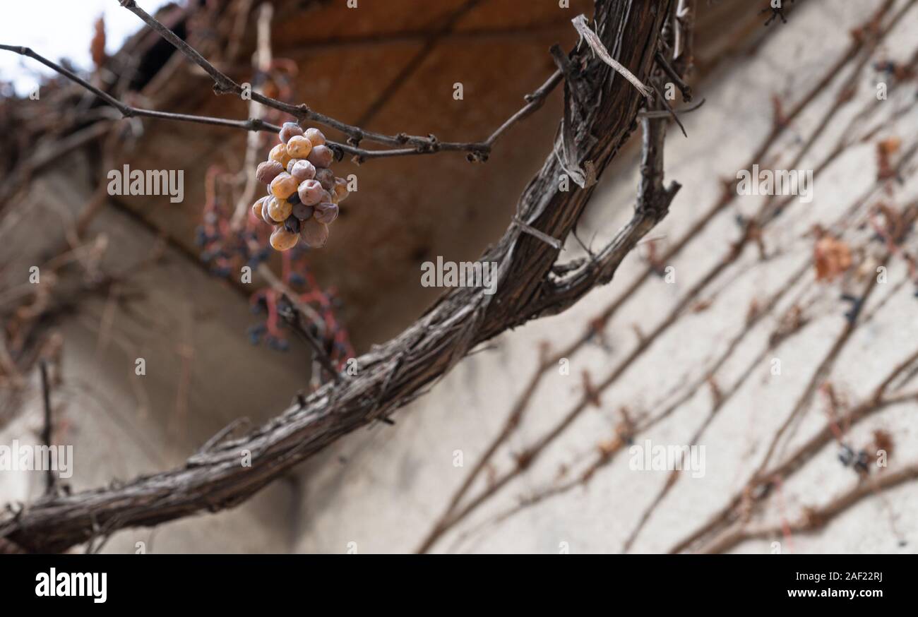 Winter grapes. A bunch of frozen dried grapes in winter on Tbilisi ...