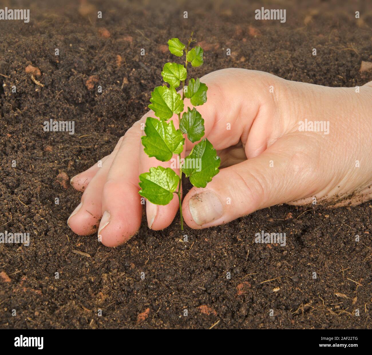 Concepts Sapling High Resolution Stock Photography and Images - Alamy