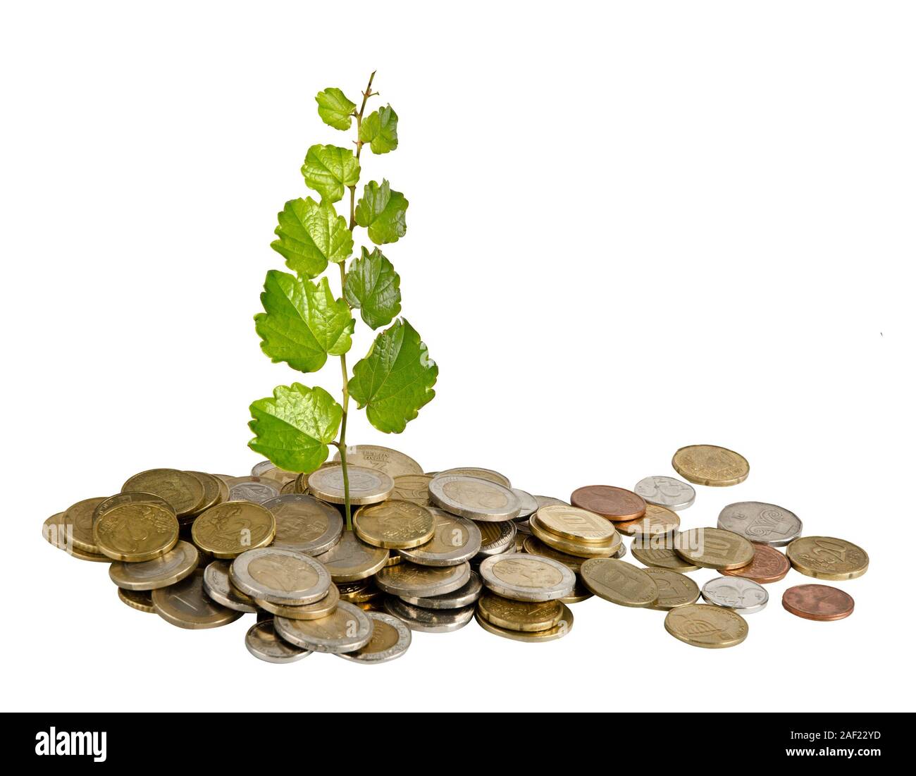 Money tree sapling growing Cut Out Stock Images & Pictures - Alamy