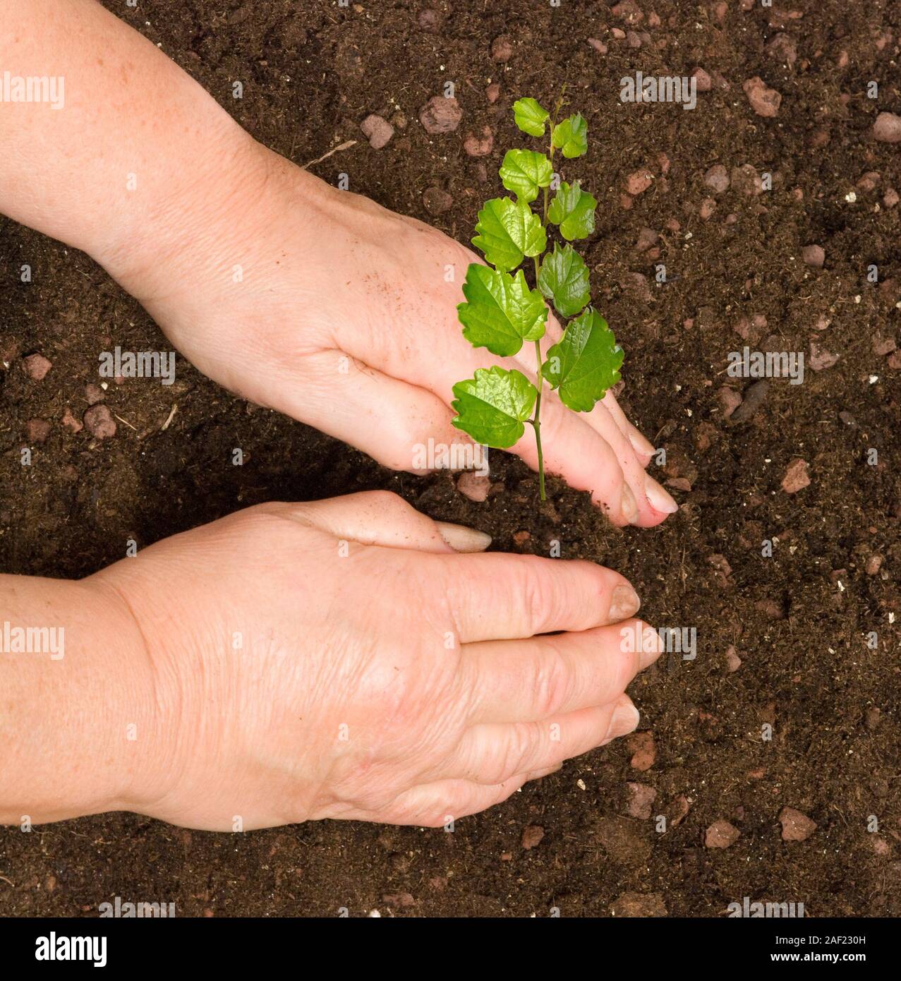 Planting a sapling Stock Photo - Alamy
