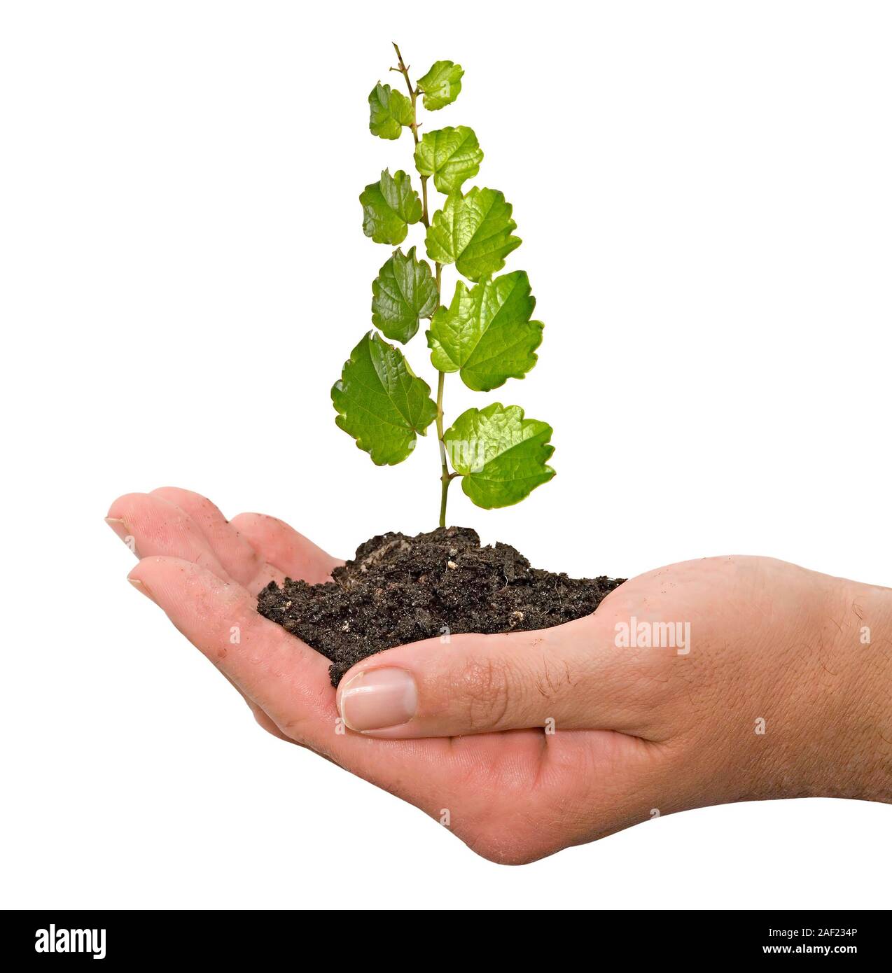 sapling in hand Stock Photo - Alamy