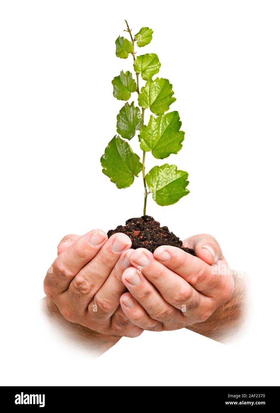 sapling in hands Stock Photo - Alamy
