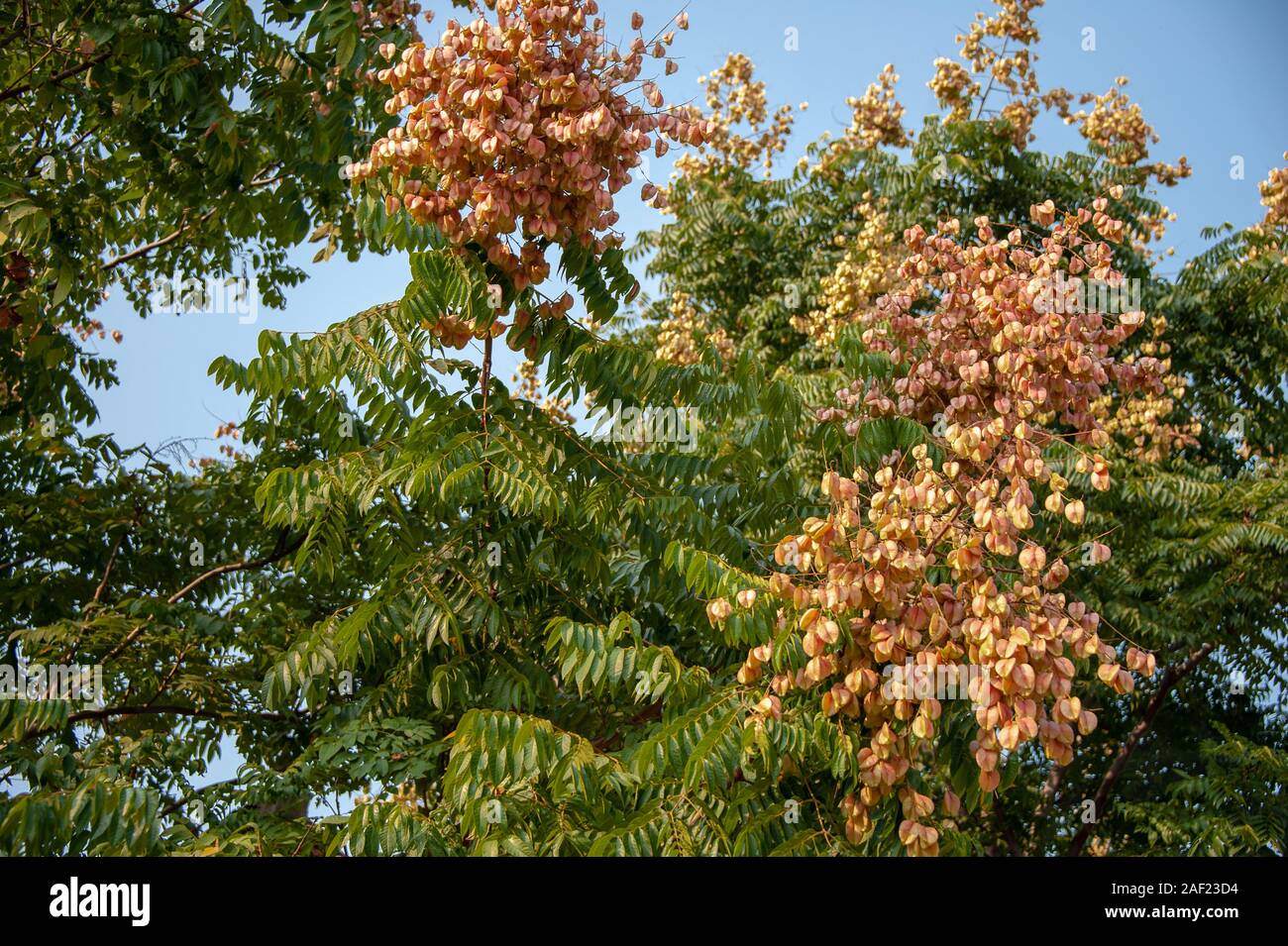 Seed pods and leaves of Golden Rain Tree (Koelreuteria paniculata Stock ...