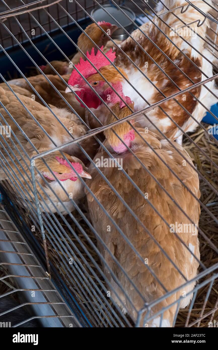 Farm ani hi-res stock photography and images - Alamy