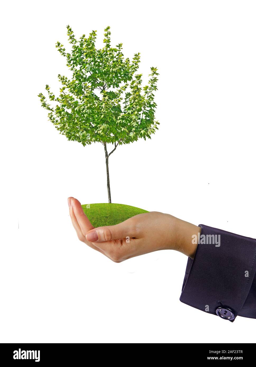 tree in hand Stock Photo - Alamy