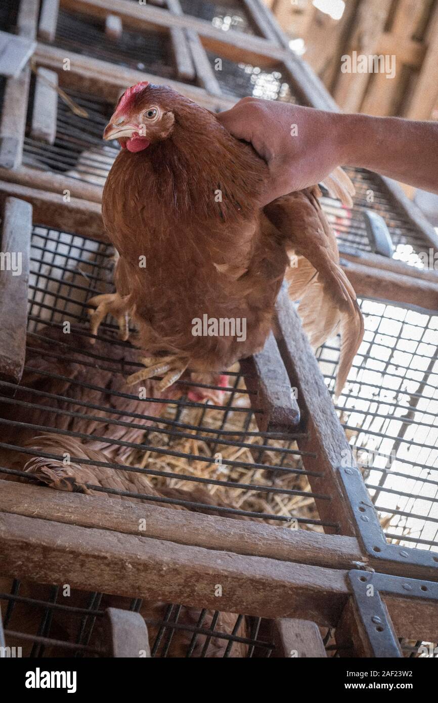 Hen farm france hi-res stock photography and images - Alamy