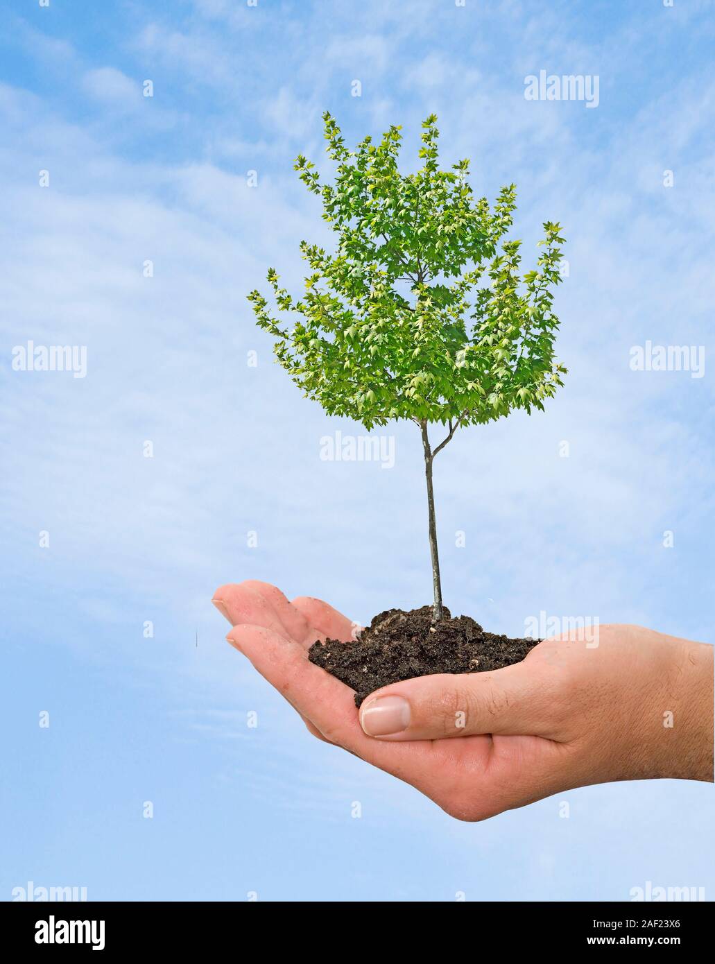 Tree in hand Stock Photo - Alamy
