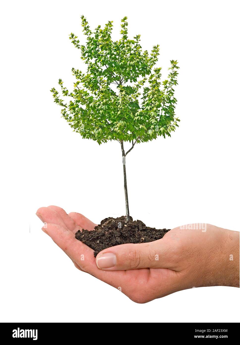 Hand tree planting Cut Out Stock Images & Pictures - Alamy
