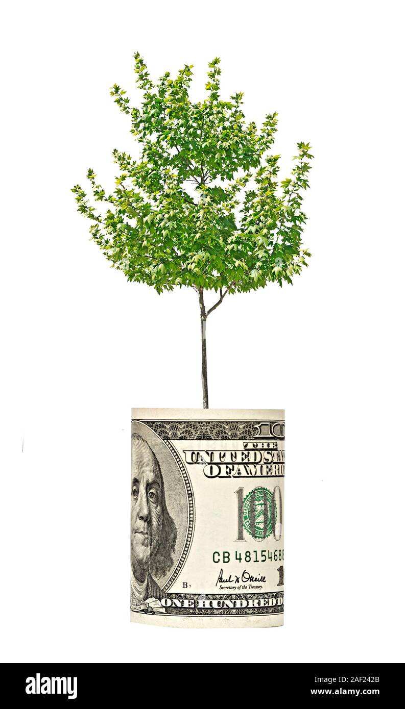 tree growing from dollar bill Stock Photo - Alamy