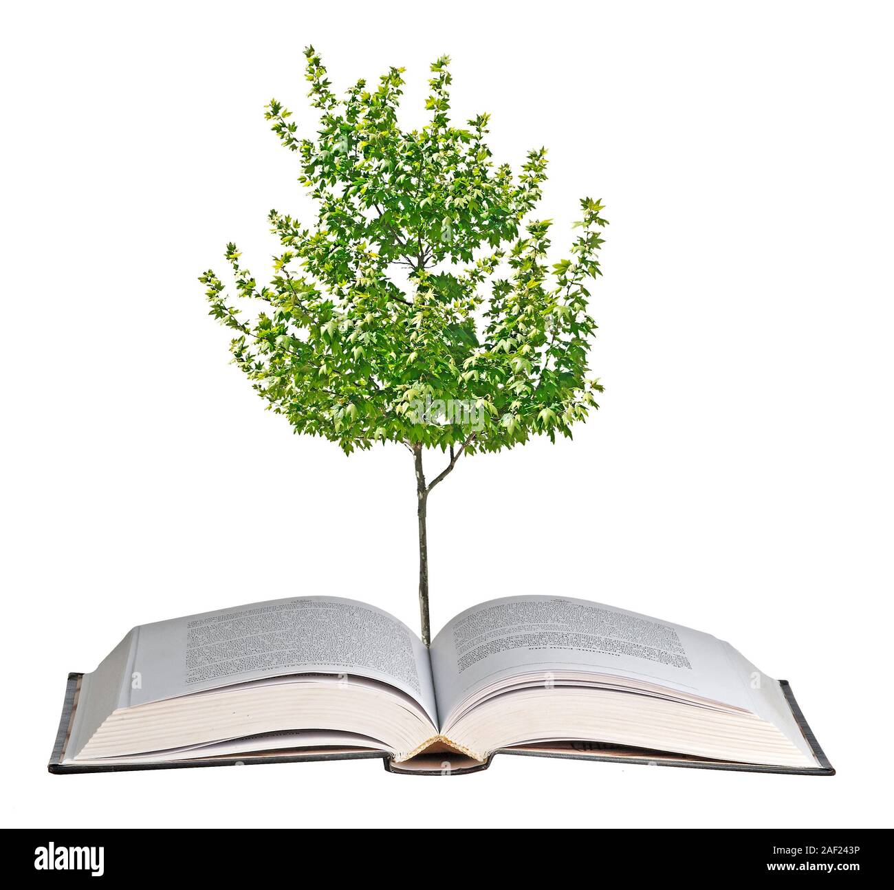 tree growing from open book Stock Photo - Alamy