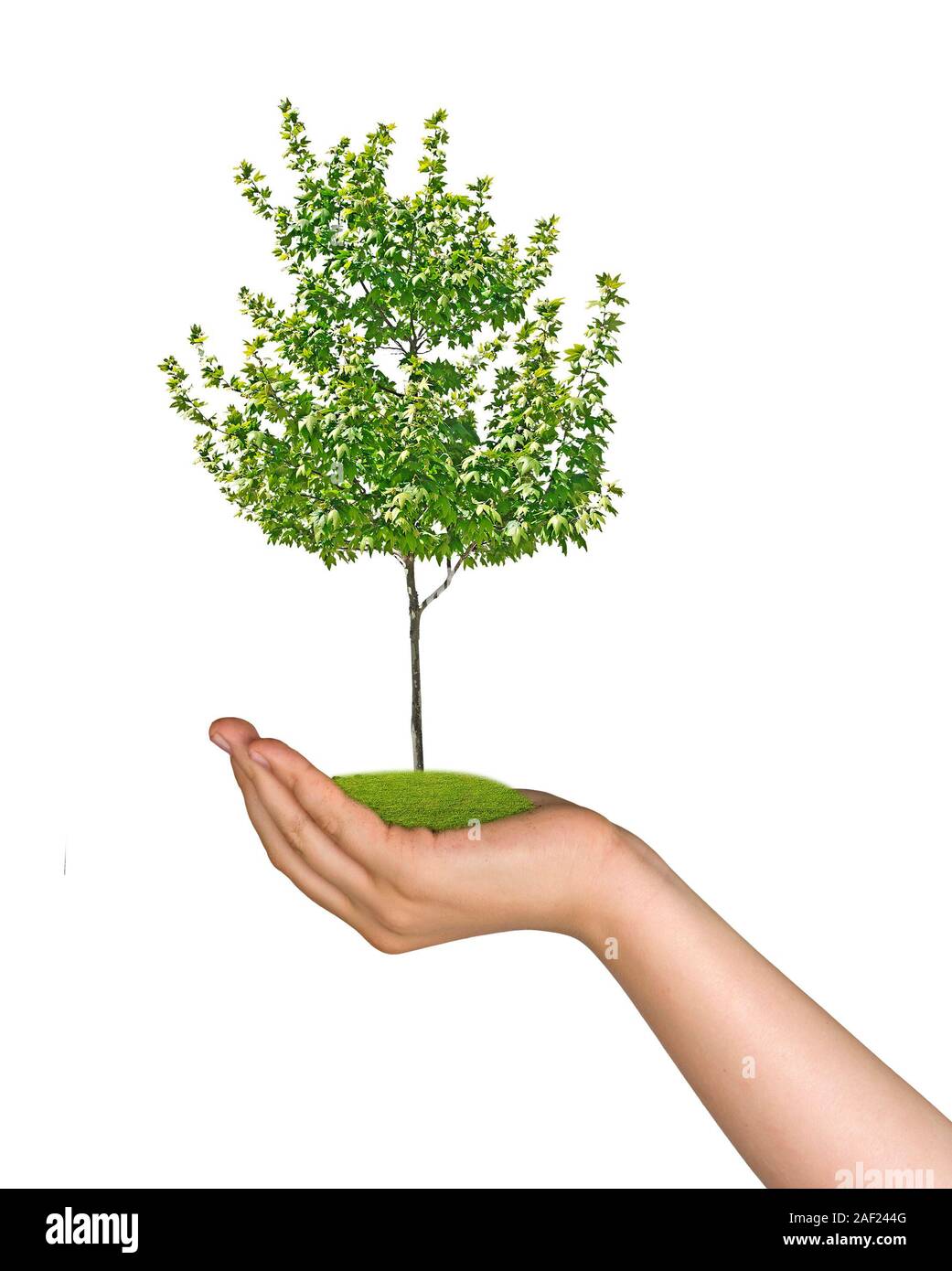 tree in hand Stock Photo - Alamy