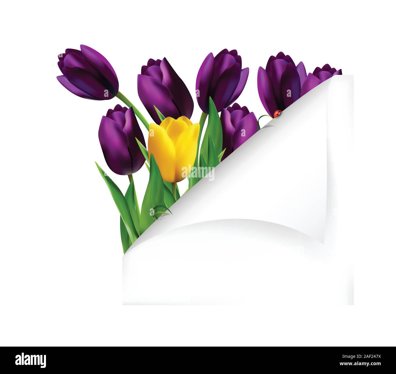 Beautiful purple tulips blooming Stock Vector Images - Alamy