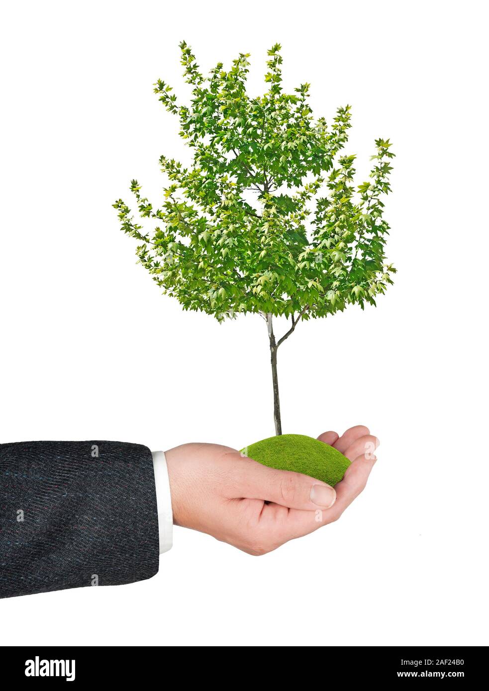 tree in hands Stock Photo - Alamy