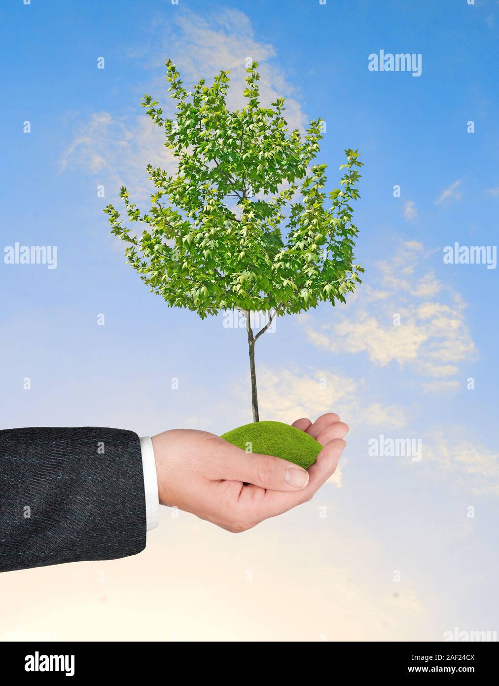 tree in hand Stock Photo - Alamy