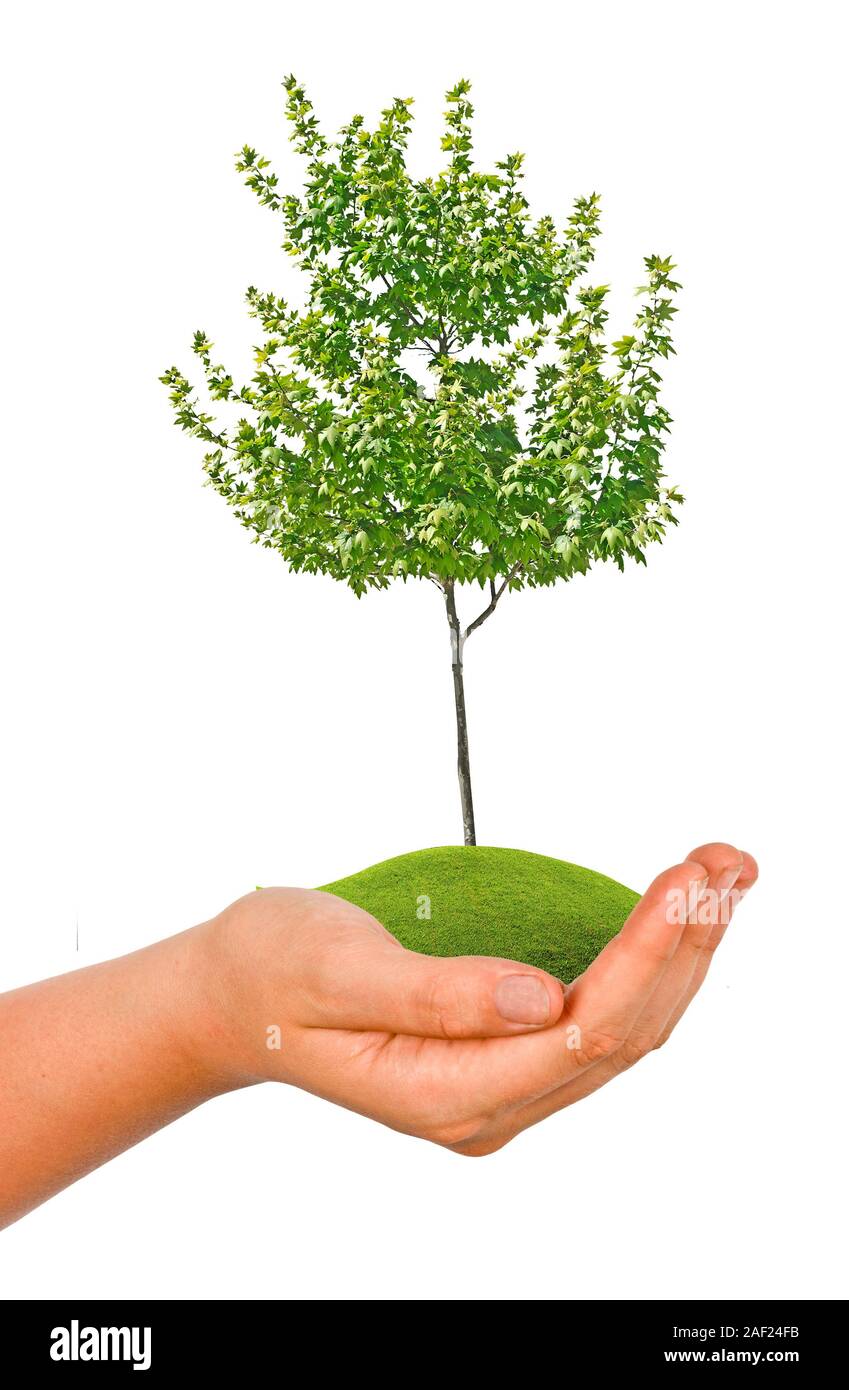 tree in hand Stock Photo - Alamy