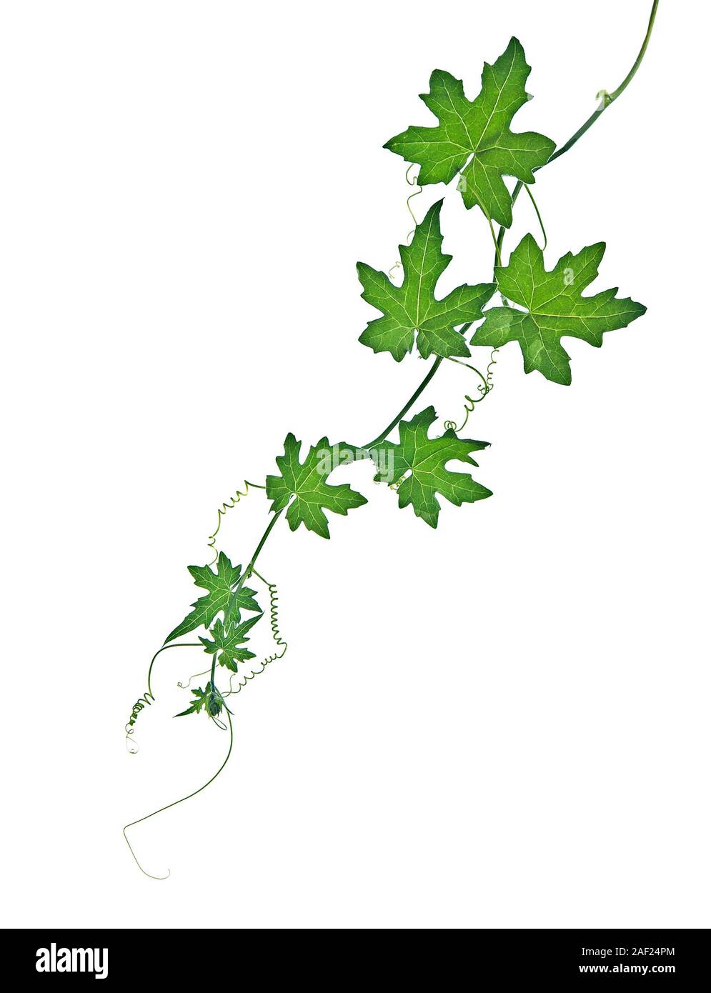 vine isolated on white background Stock Photo - Alamy