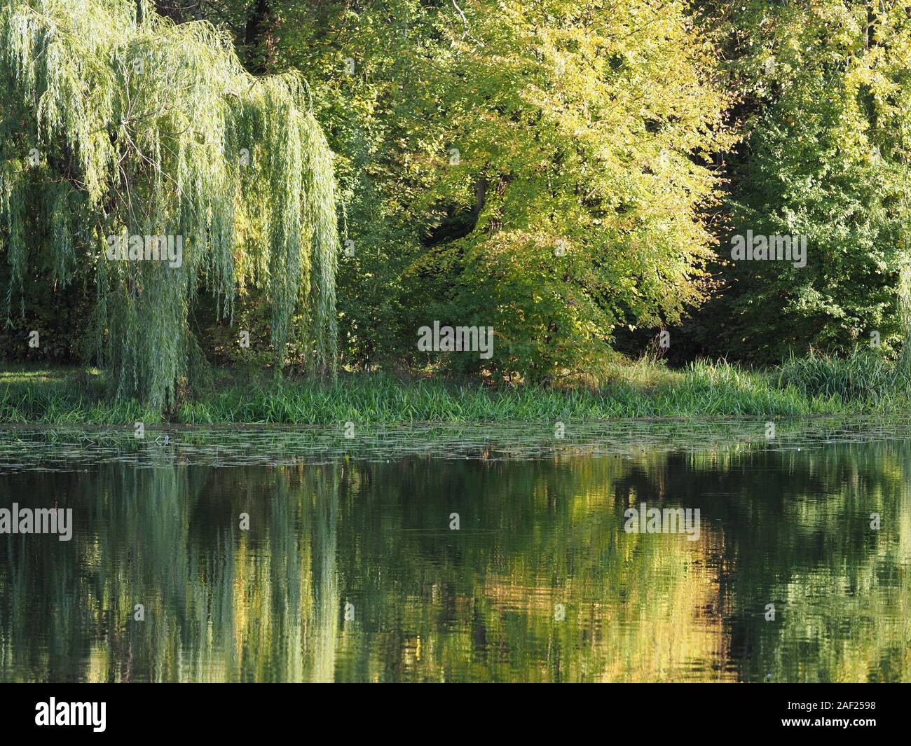 Unique landscape of trees reflected in water at Wilanow park in ...