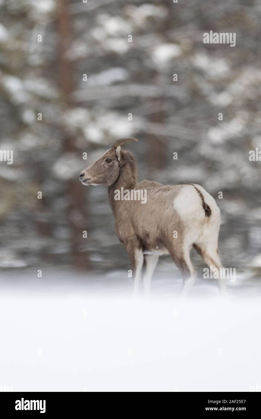 Borrego cimarrón hi-res stock photography and images - Alamy
