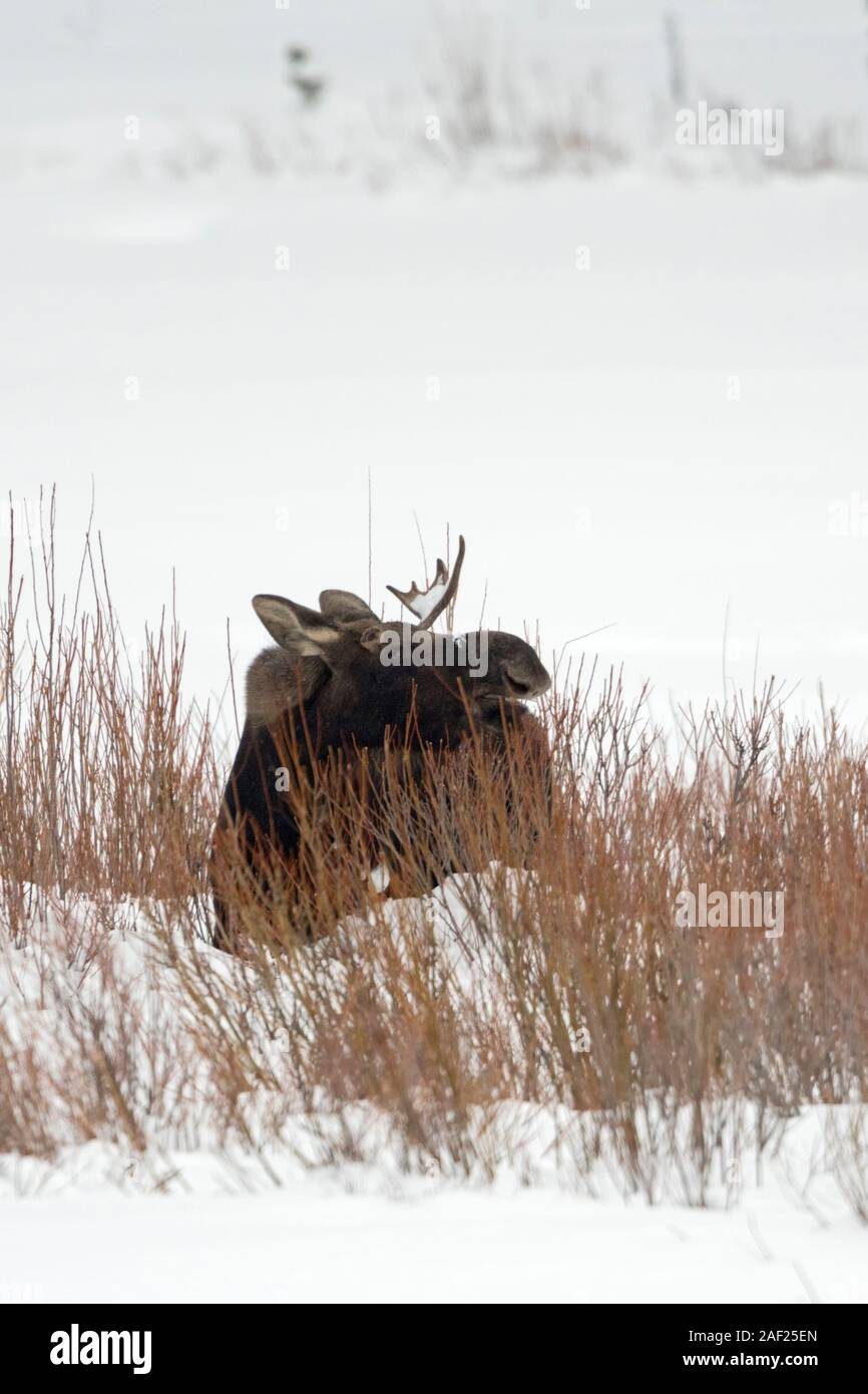 Bull moose foraging on hi-res stock photography and images - Alamy