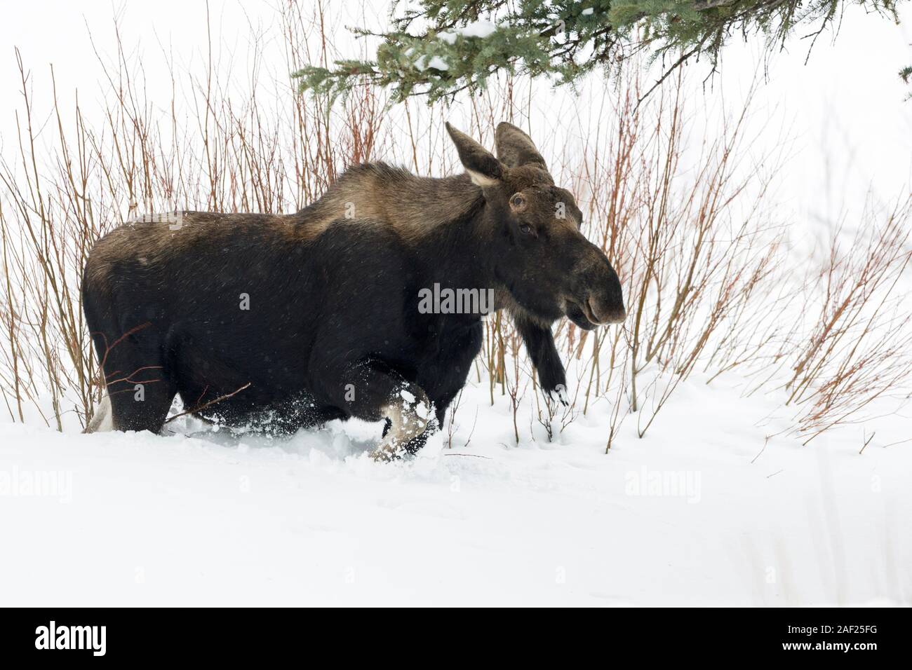 Moose side view hi-res stock photography and images - Alamy