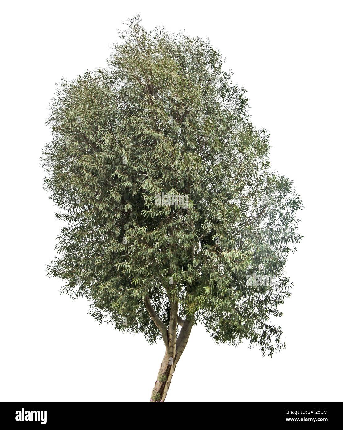 Ornamental olive tree Cut Out Stock Images & Pictures - Alamy