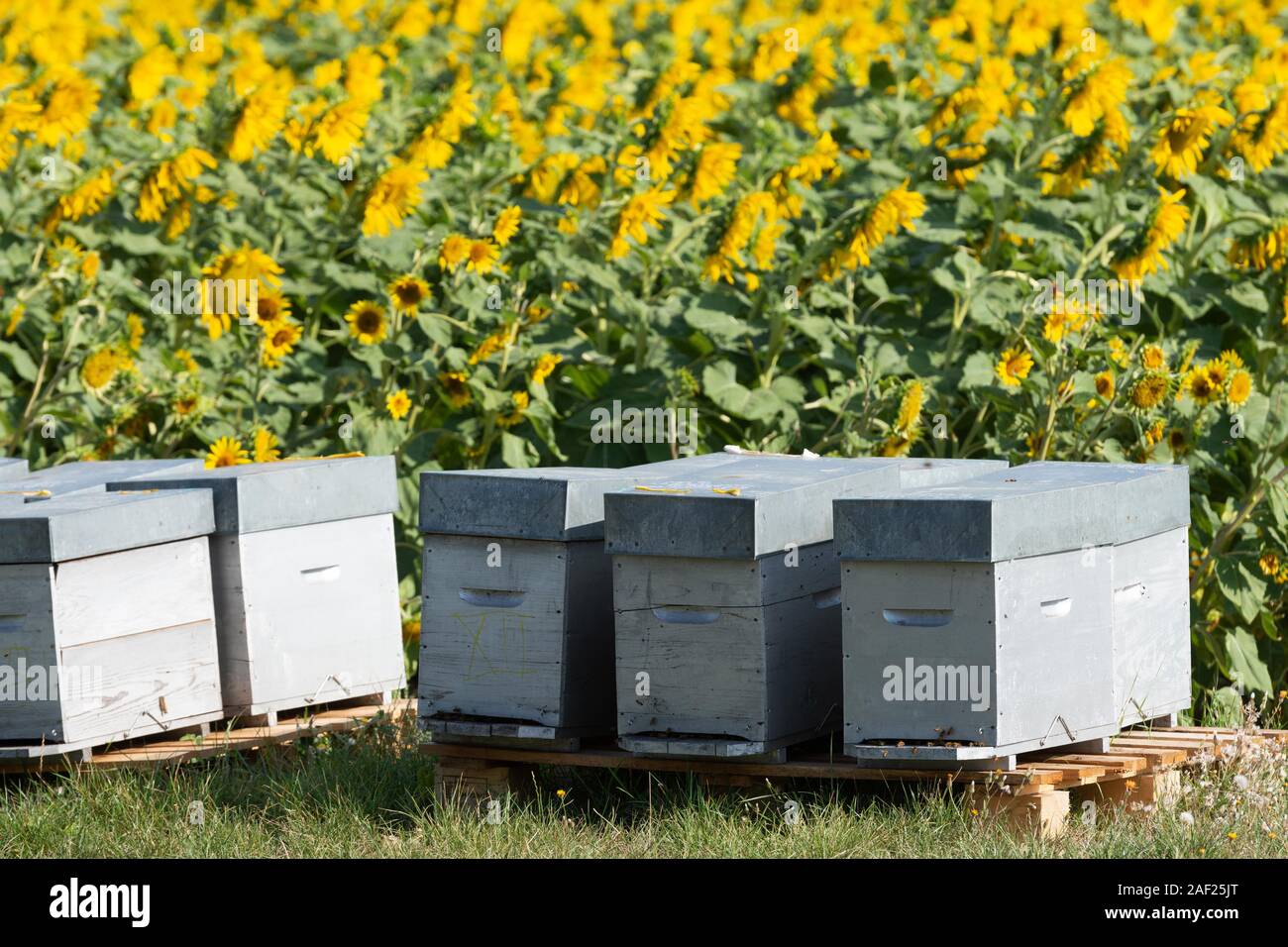 Hives in sunflower field hi-res stock photography and images - Alamy