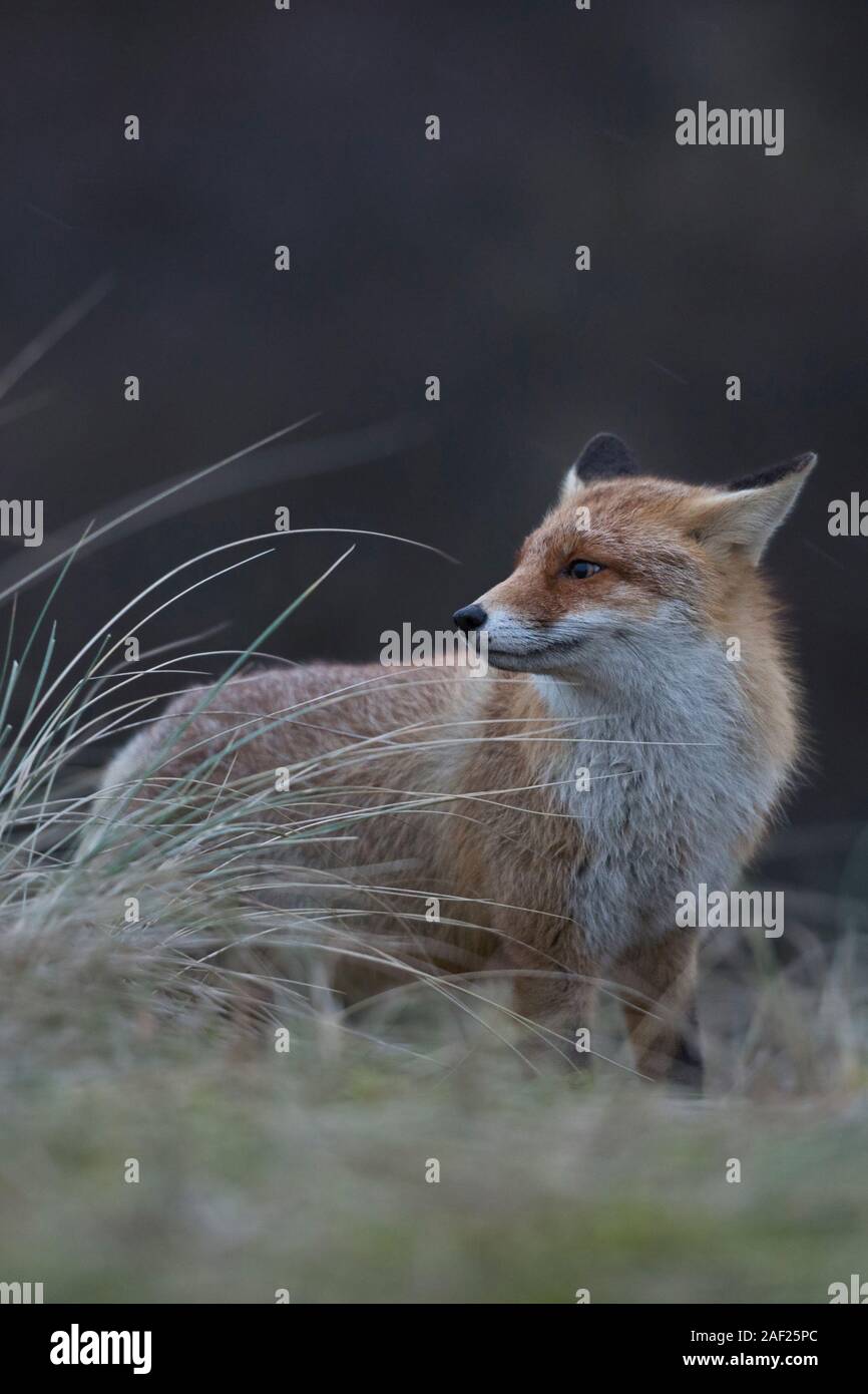 Red Fox / Rotfuchs ( Vulpes vulpes ) adult, hunting in grasslands ...