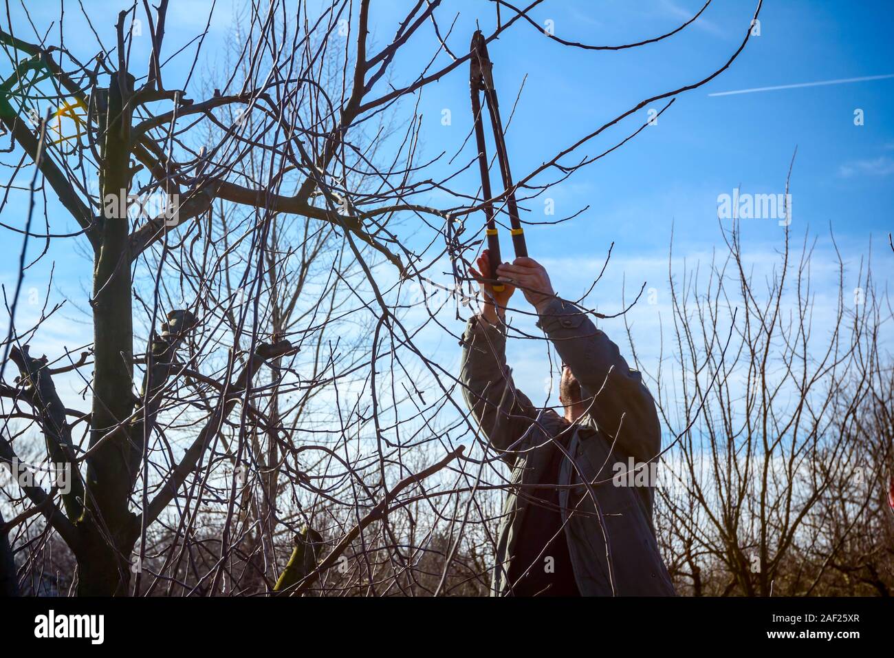 Farmer is pruning branches of fruit trees in orchard using long loppers ...