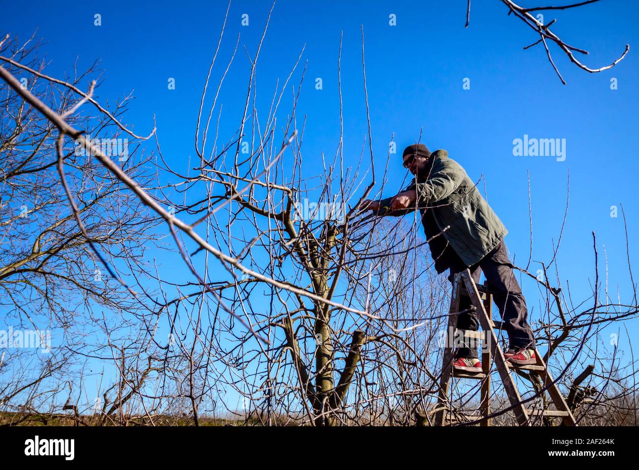 Farmer is pruning branches of fruit trees in orchard using long loppers ...