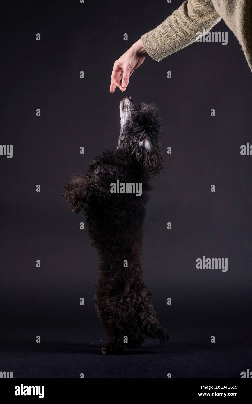 black poodle dog standing catching food from a person's hand Stock ...