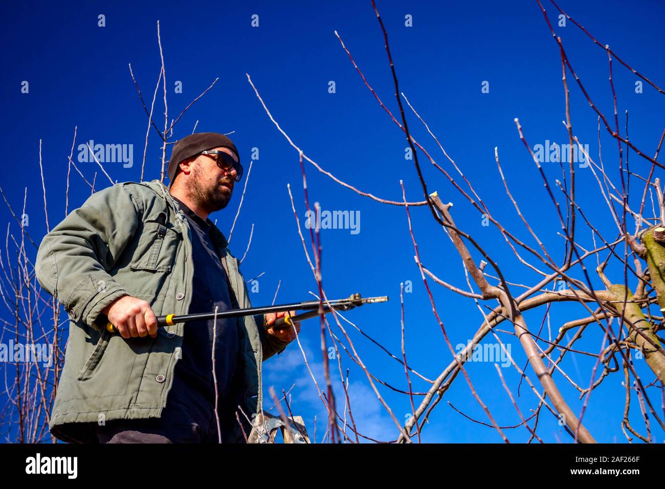 Farmer is pruning branches of fruit trees in orchard using long loppers ...