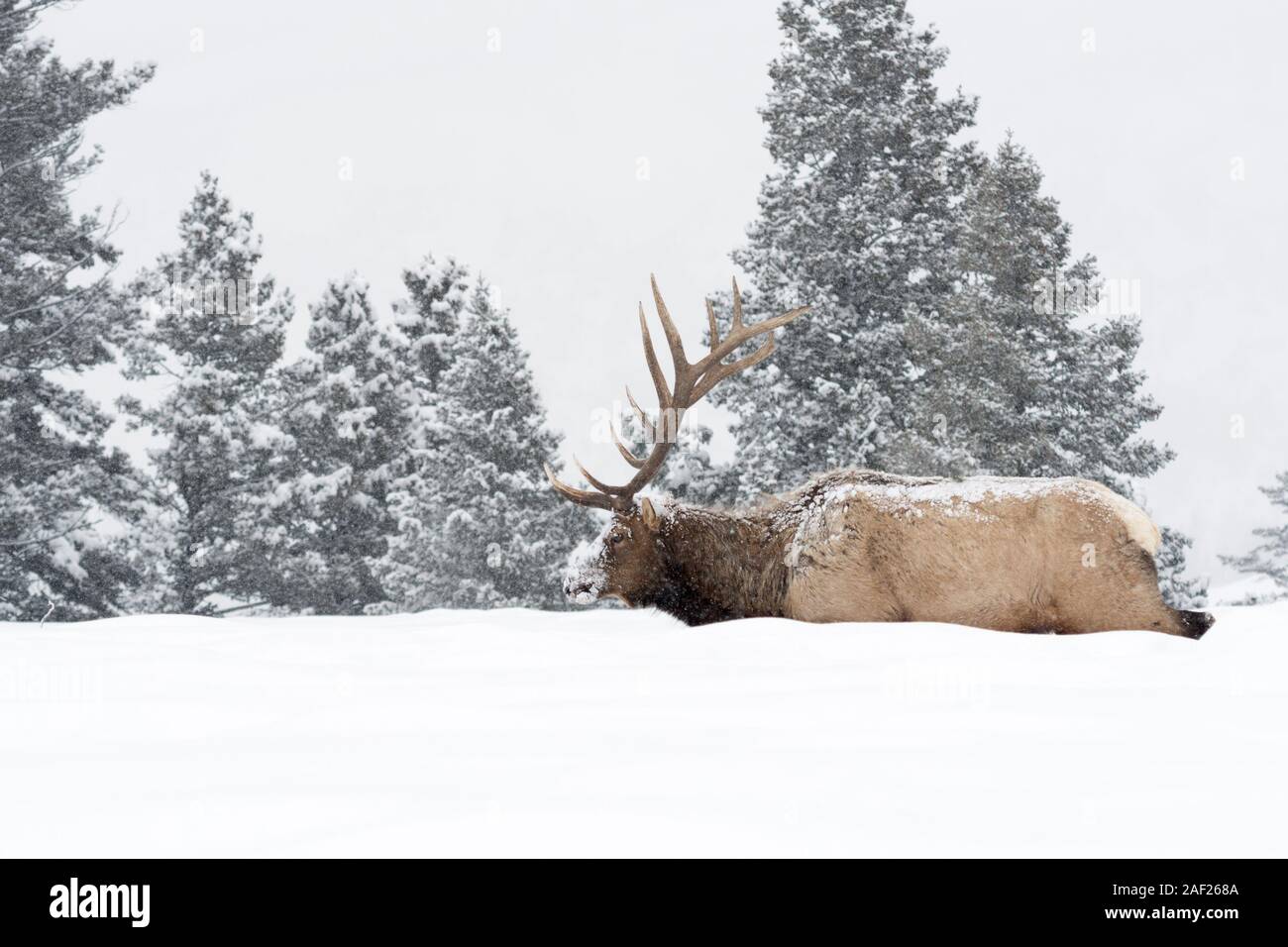 Side view of bull elk hi-res stock photography and images - Alamy
