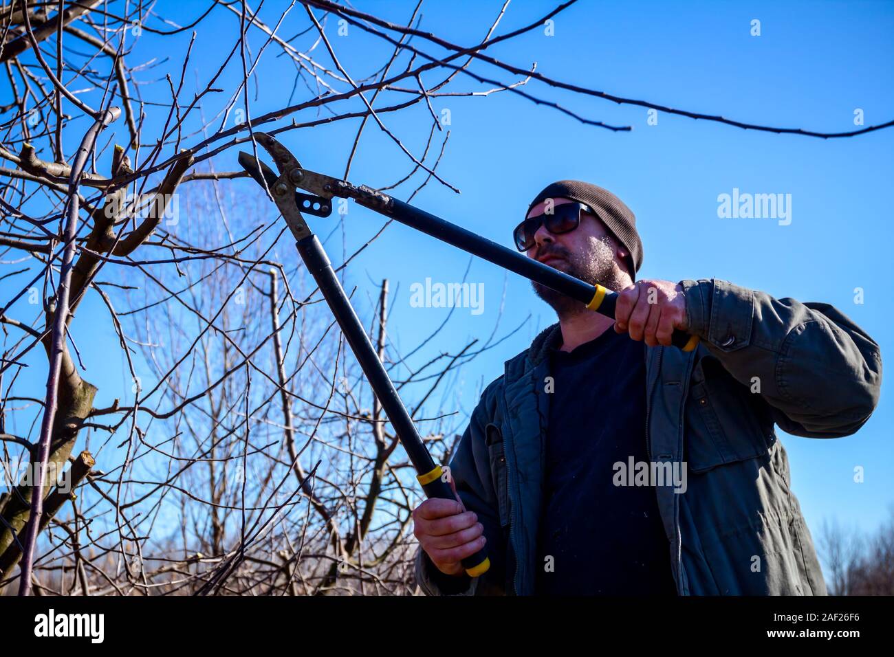 Farmer is pruning branches of fruit trees in orchard using long loppers ...