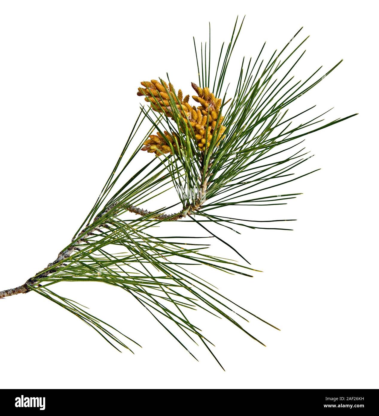 Pine tree reproduction Cut Out Stock Images & Pictures - Alamy
