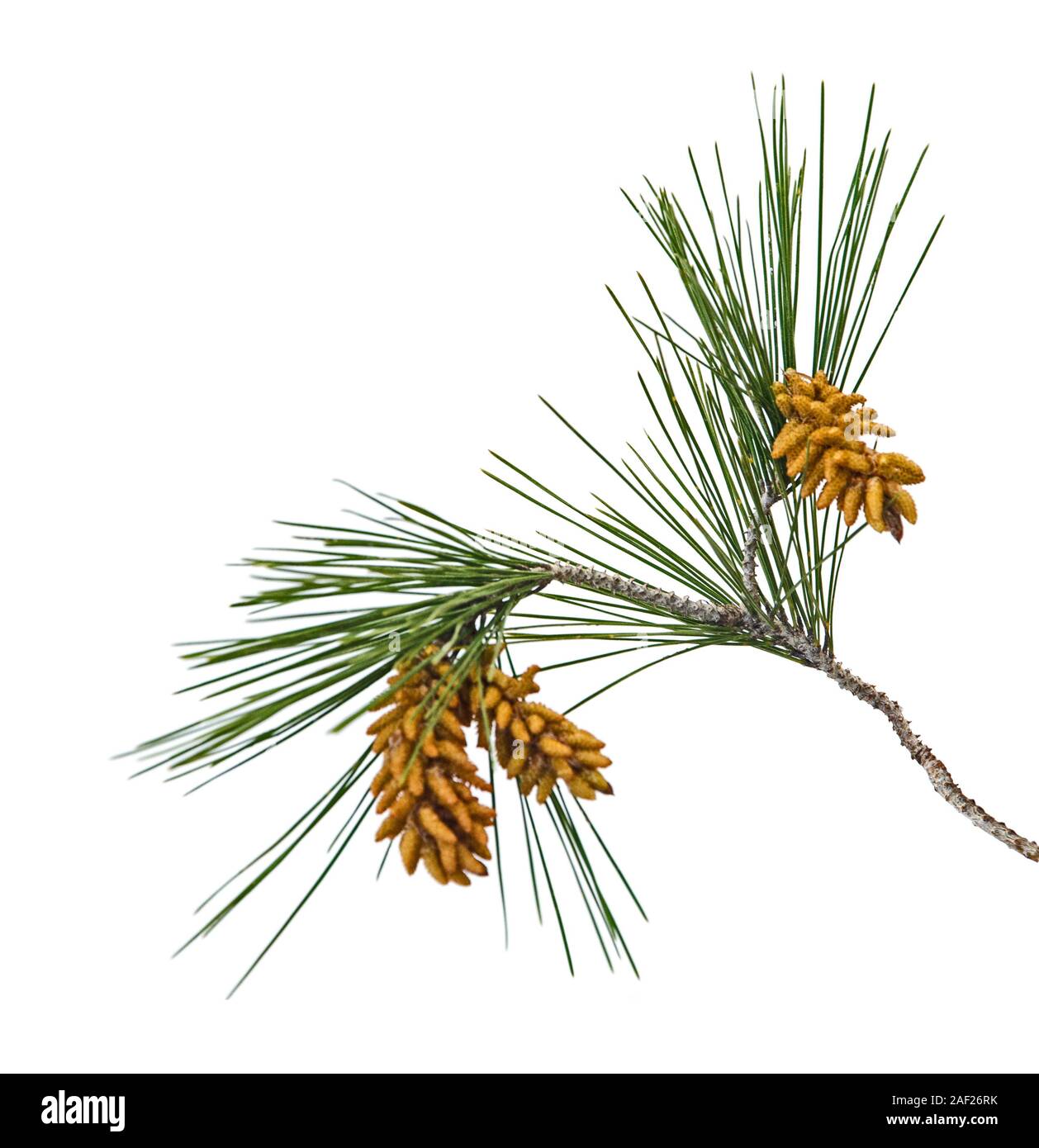 Pine tree reproductive organ hi-res stock photography and images - Alamy