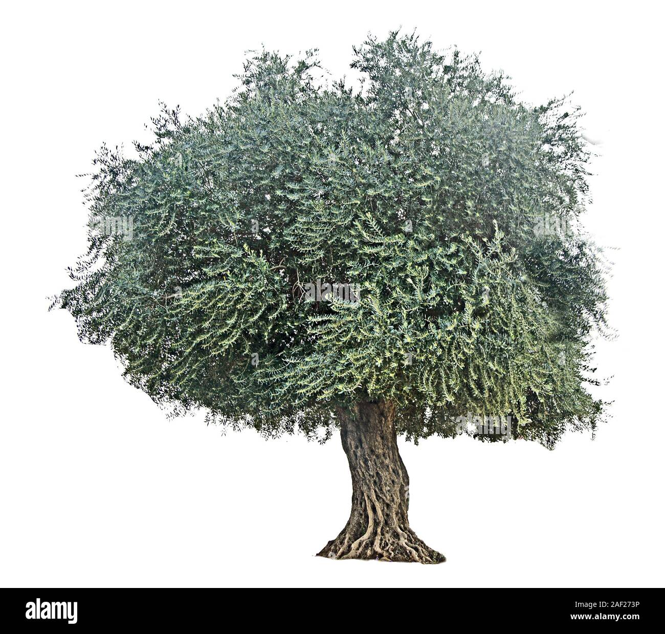 Ornamental olive tree Cut Out Stock Images & Pictures - Alamy