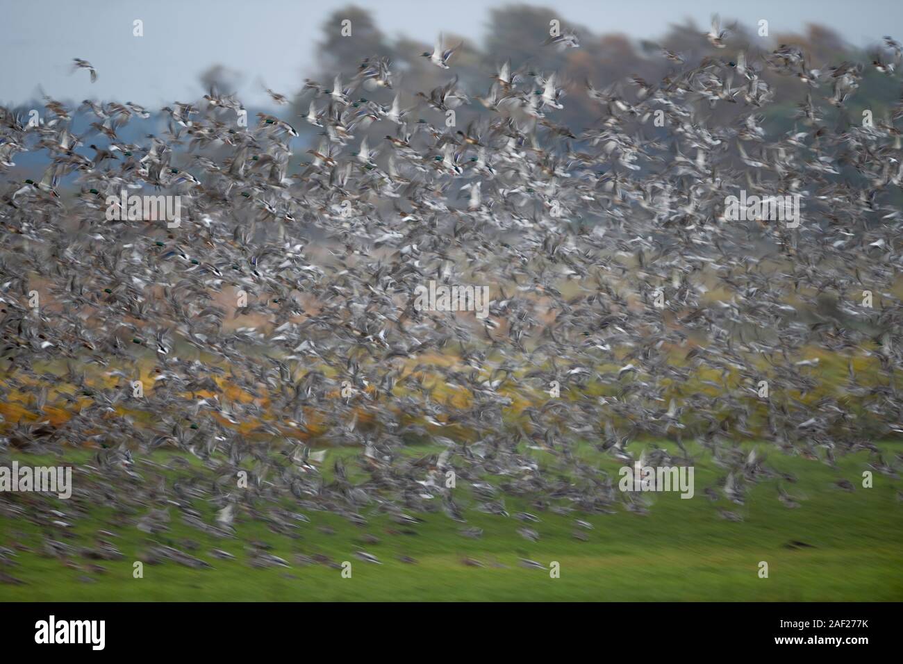 Wild ducks, huge flock taking off, lifting off, flying away from ...
